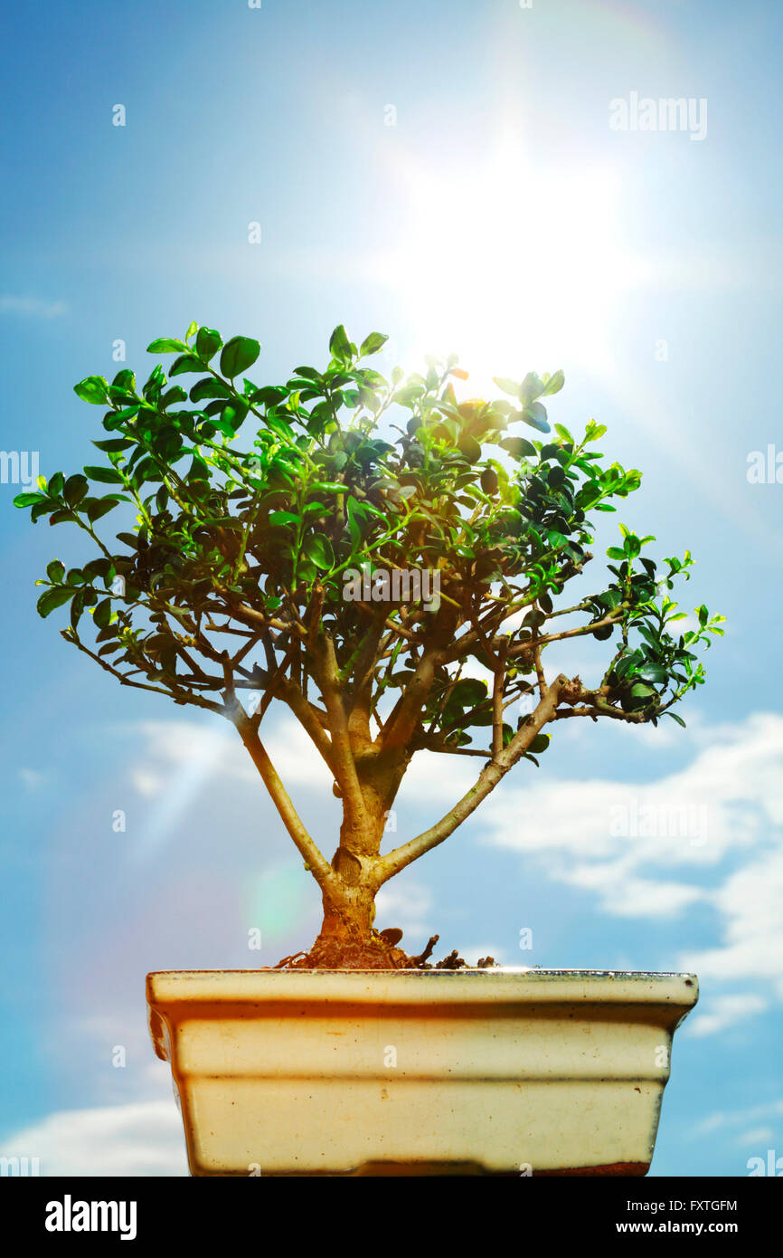 bonsai on blue sky background Stock Photo - Alamy