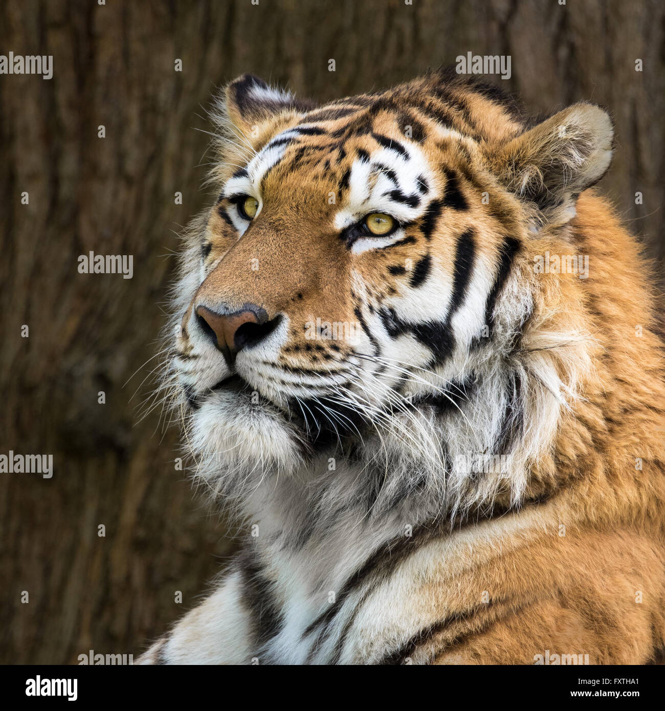 Zoo siberia tiger hi-res stock photography and images - Alamy
