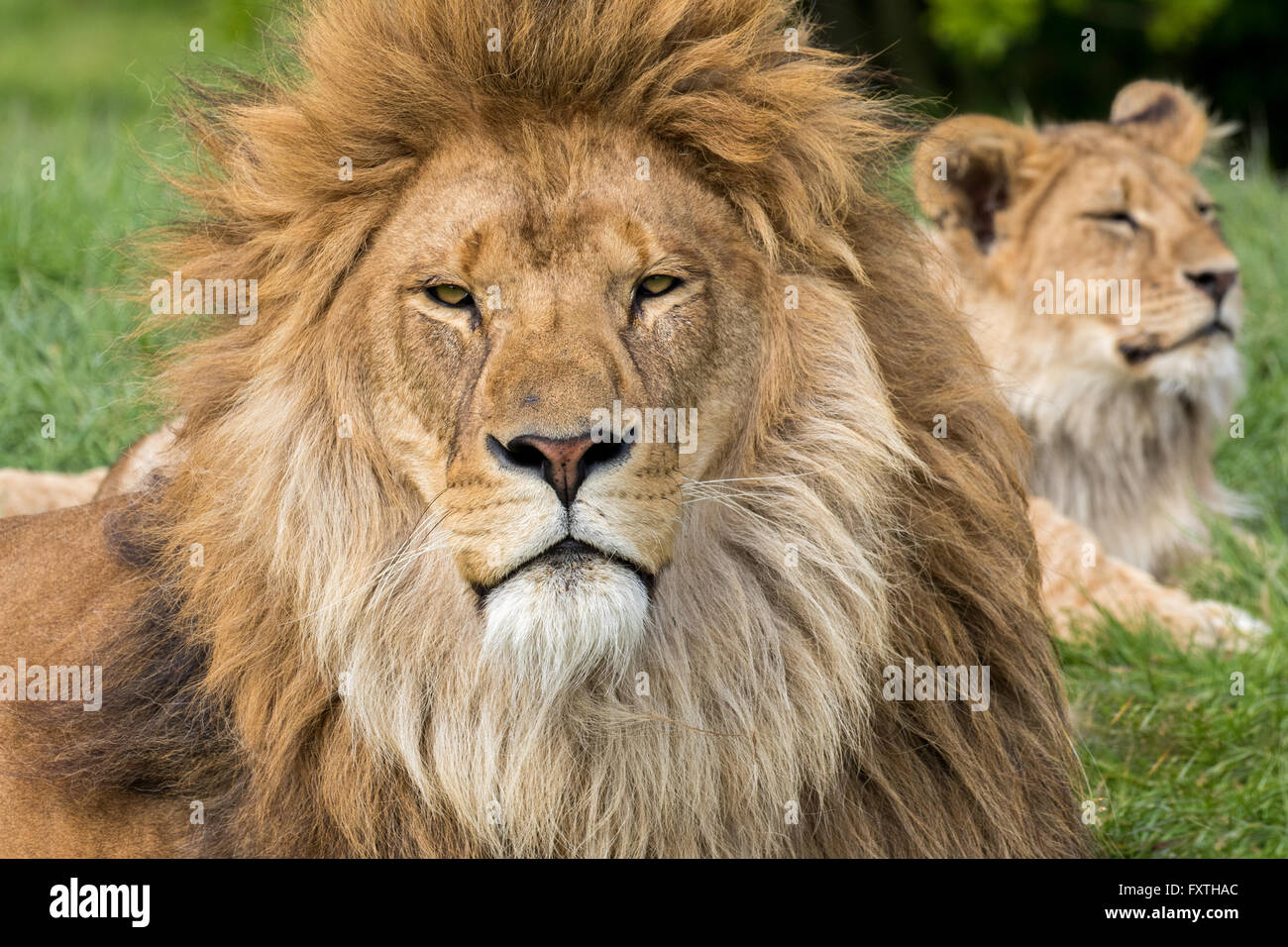 Father son lion male lion hi-res stock photography and images - Alamy