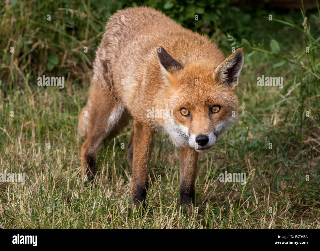 Fox with green foliage background Stock Photo - Alamy