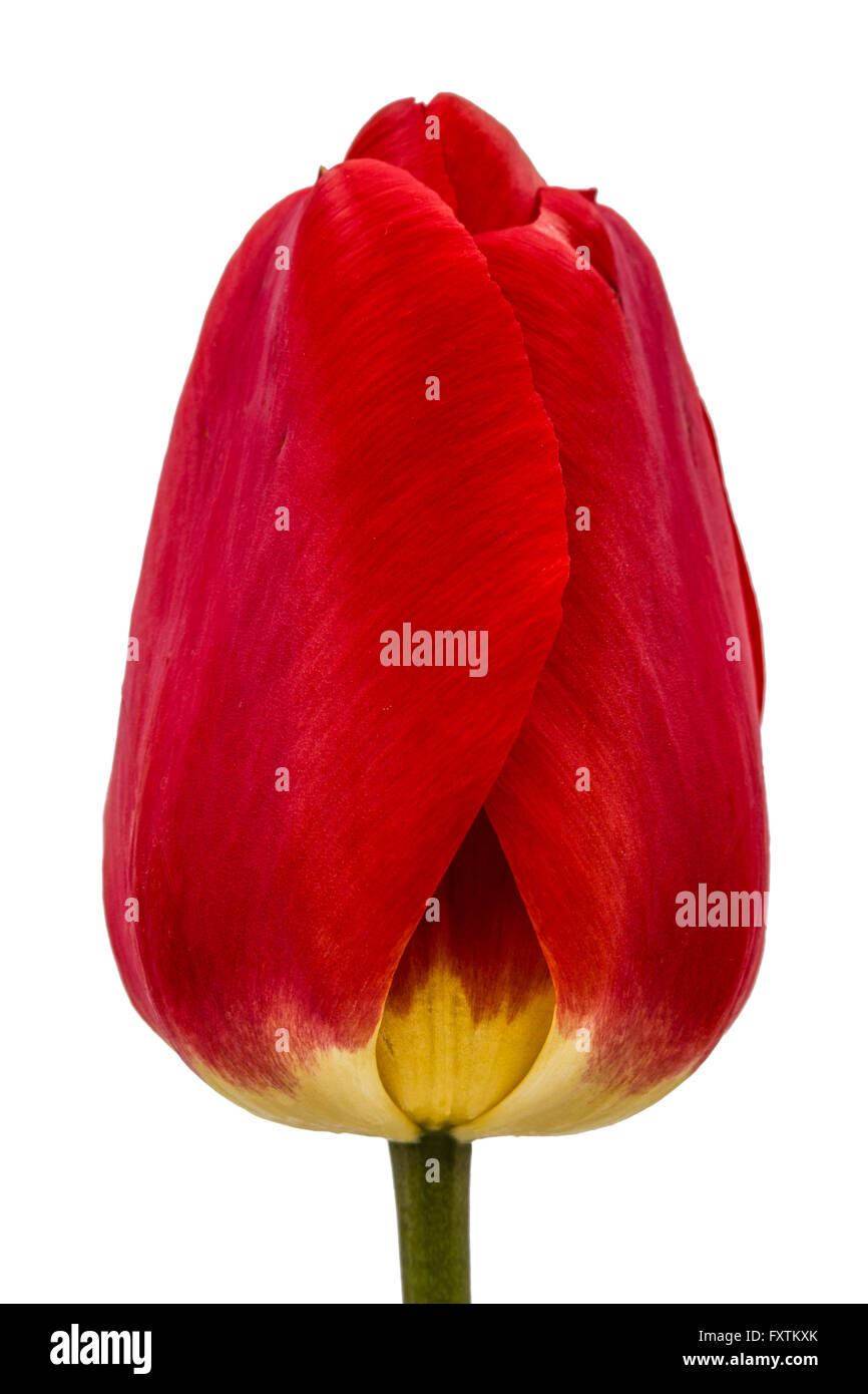 Flower of red tulip close-up, isolated on white background Stock Photo - Alamy