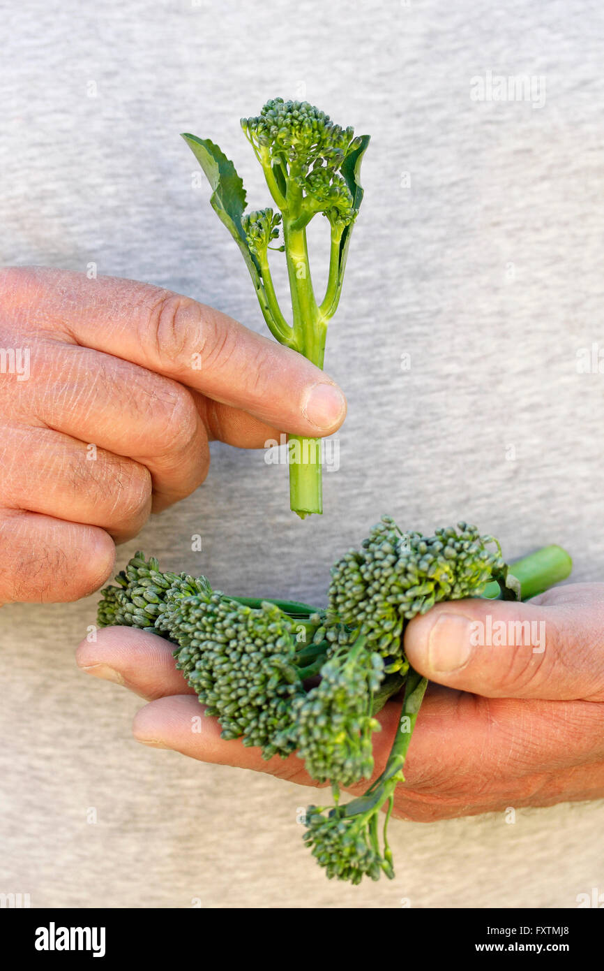 Bimi. Variety of broccoli Stock Photo - Alamy