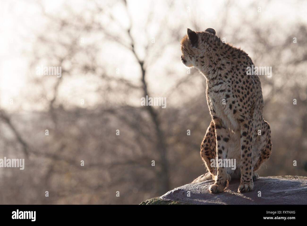 Cheetah looking into the distance Stock Photo - Alamy