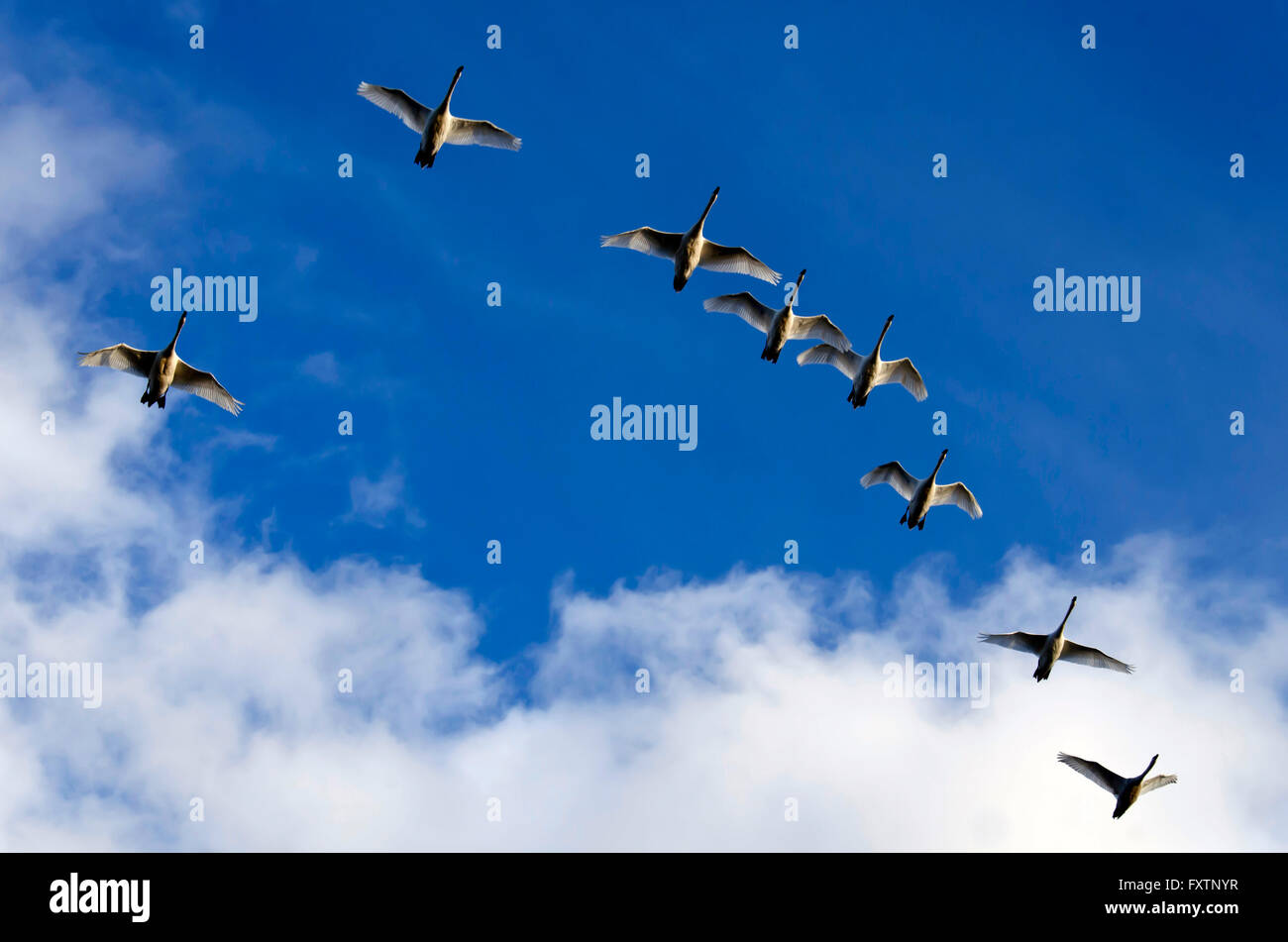 A wedge (flying group) of swans flying overhead at Alnmouth in the ...