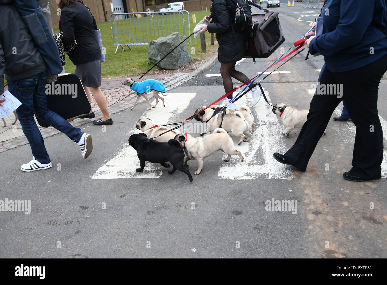 Pugs arrive for the Crufts dog show, Birmingham, 2016 Stock Photo - Alamy