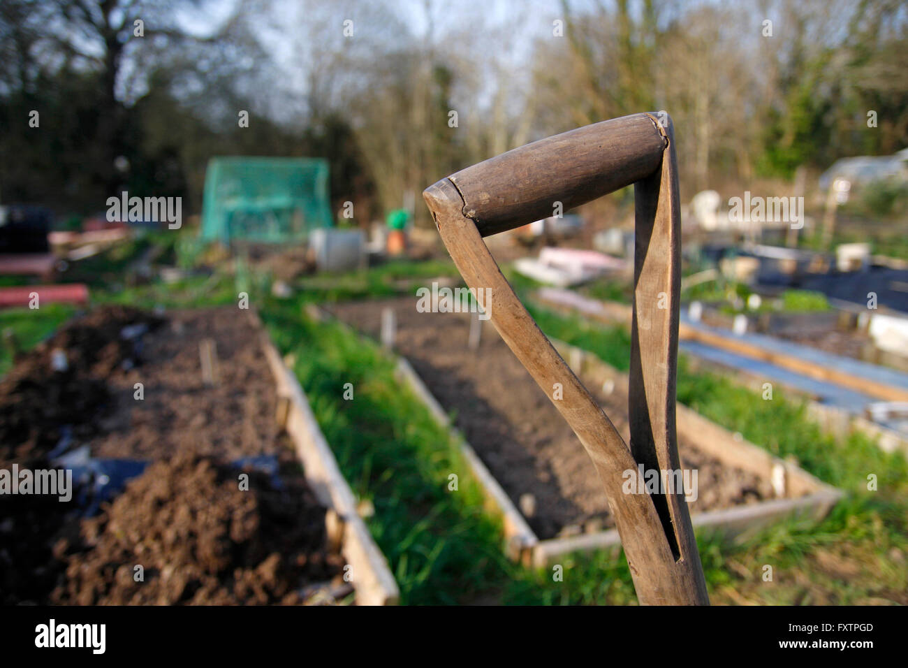 Old wooden spade handle in an allotment Stock Photo - Alamy