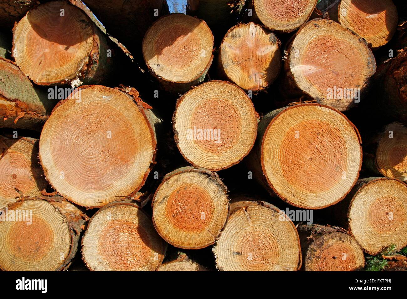 Logging timber hi-res stock photography and images - Alamy