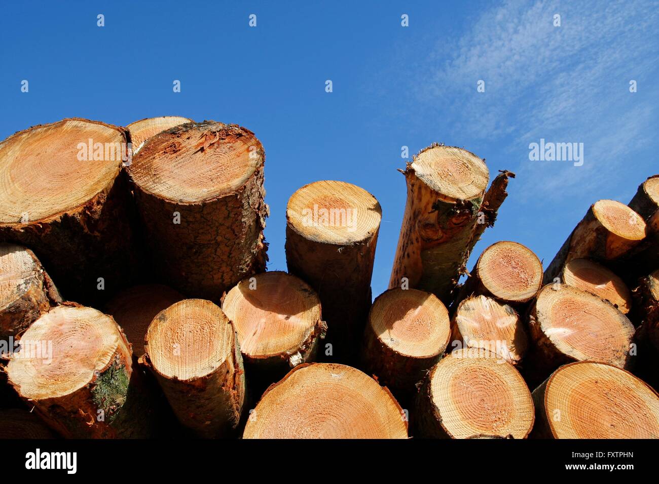 Stockpile of logging timber showing annual rings Stock Photo - Alamy