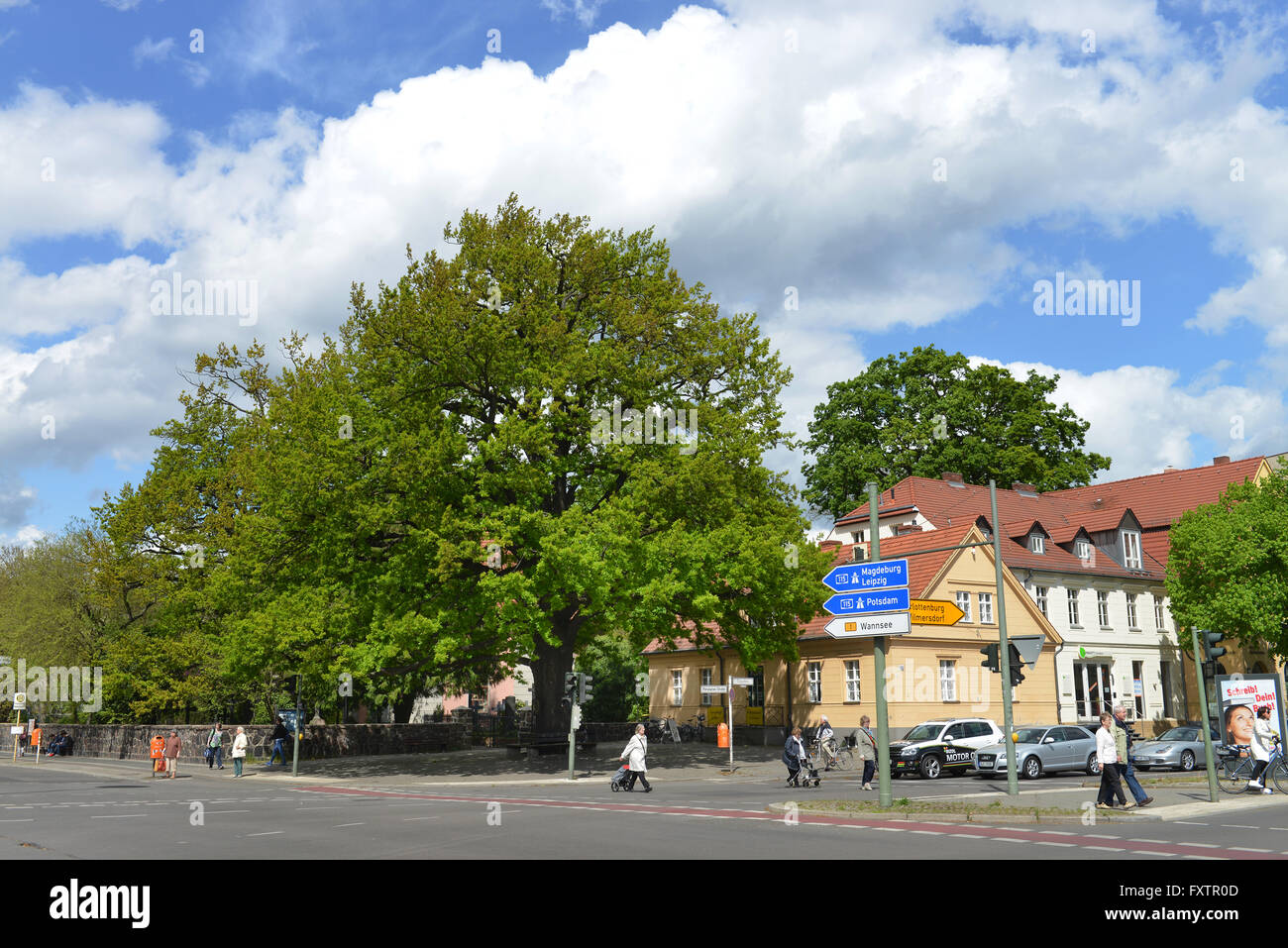Alte eiche hi-res stock photography and images - Alamy