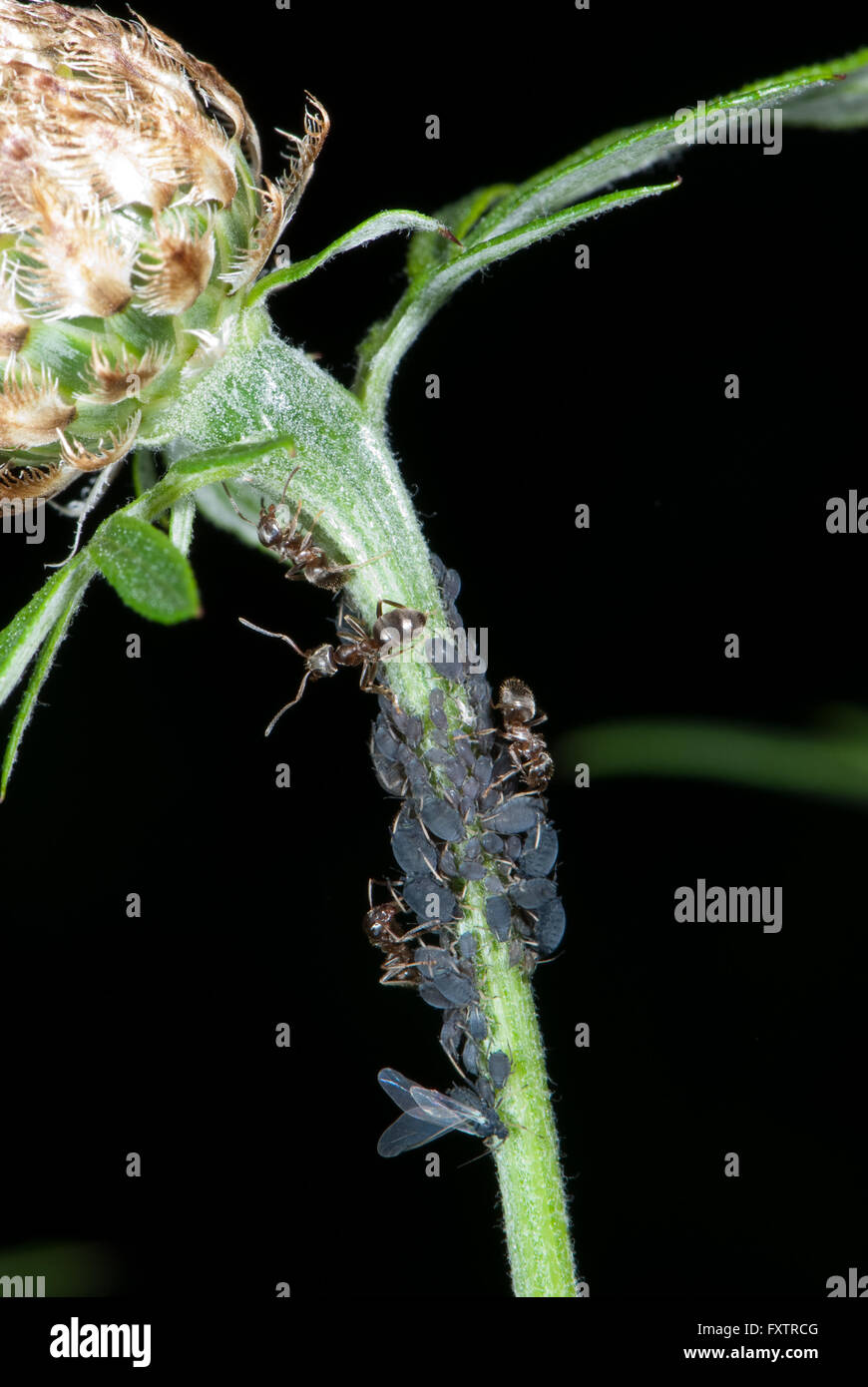 Plant Lice High Resolution Stock Photography and Images - Alamy