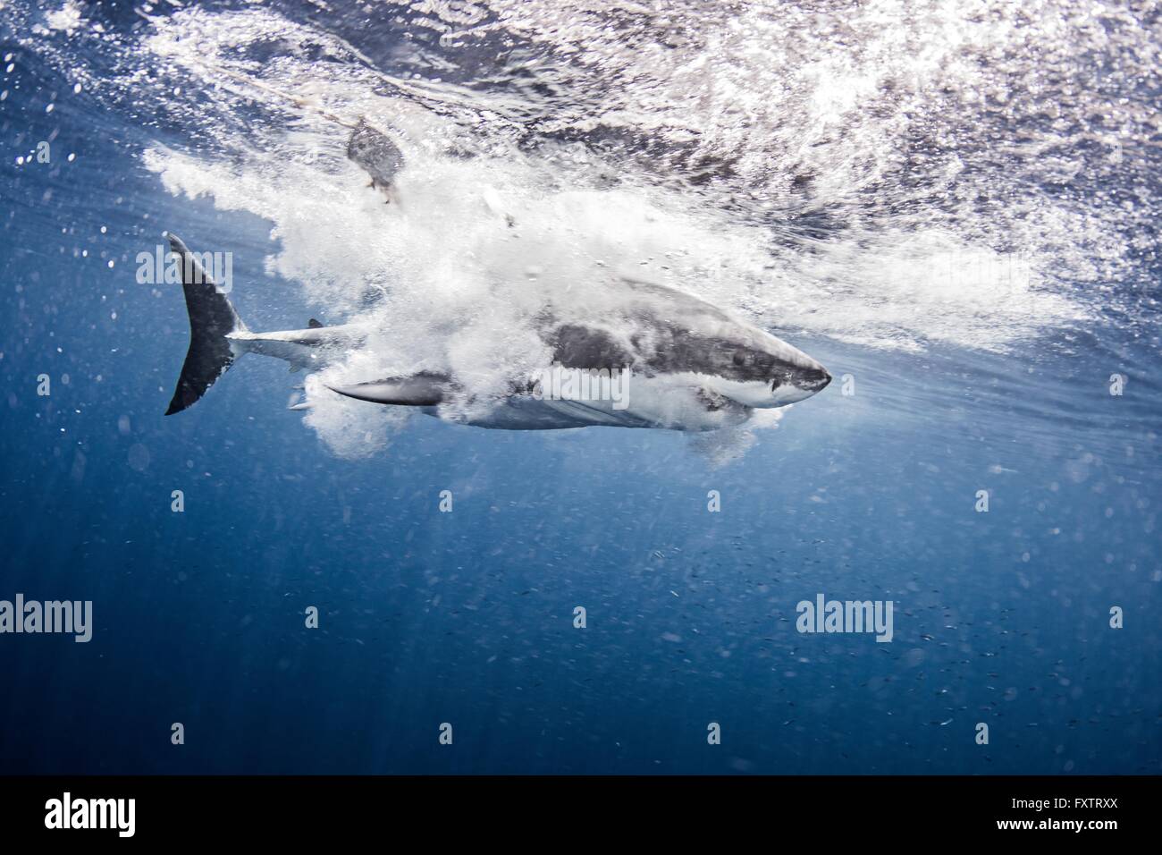 Underwater side view of great white shark splashing in ocean Stock ...