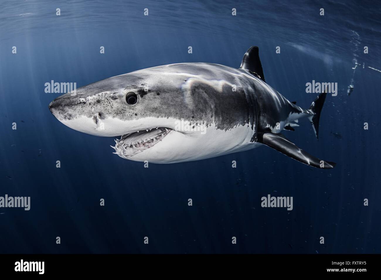 Great White Shark Side View Outline