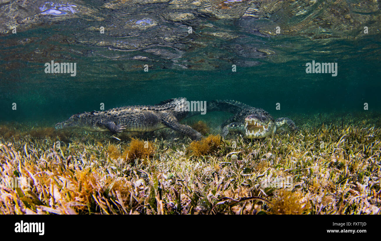 Underwater view of two crocodiles on reef, Chinchorro Banks, Mexico ...