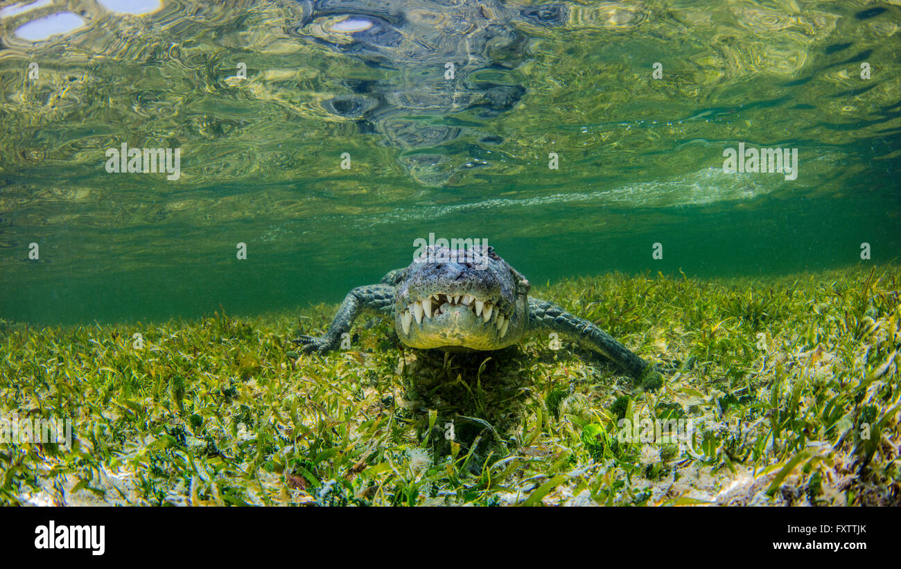 Underwater view of crocodile on reef, Chinchorro Banks, Mexico Stock ...