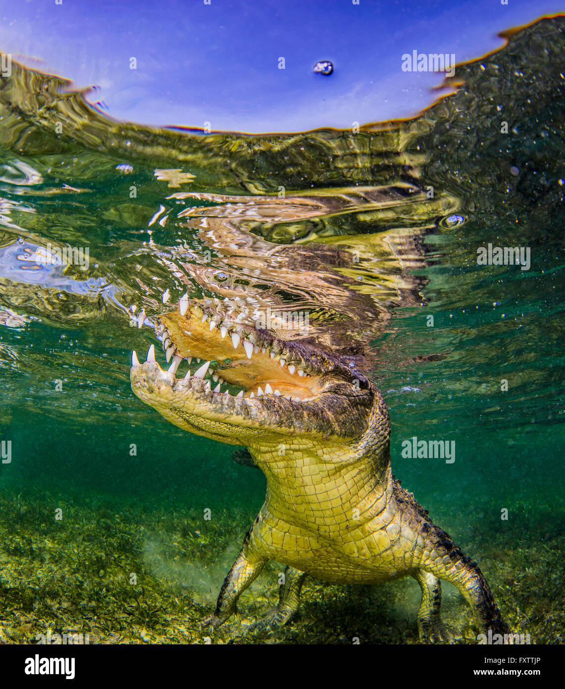 Underwater portrait of crocodile on reef, Chinchorro Banks, Mexico ...