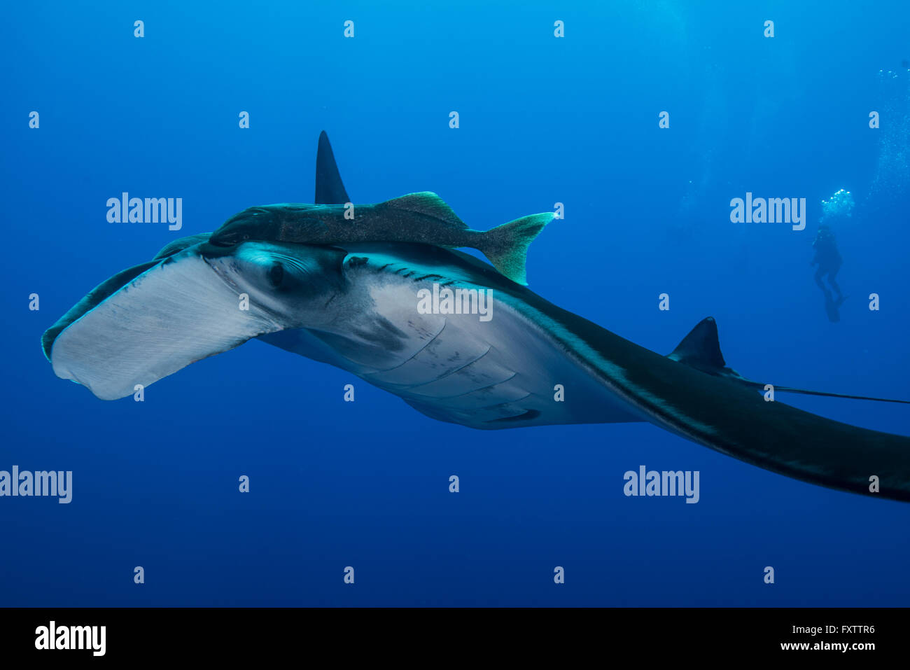 Large giant manta ray manta hi-res stock photography and images - Alamy