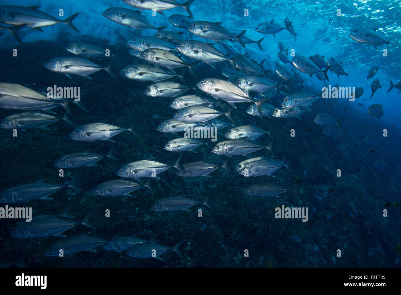 Liquid jacks High Resolution Stock Photography and Images - Alamy