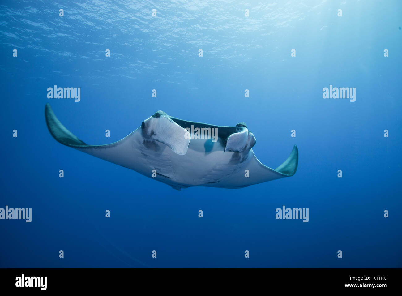 Blue skate fish hi-res stock photography and images - Alamy