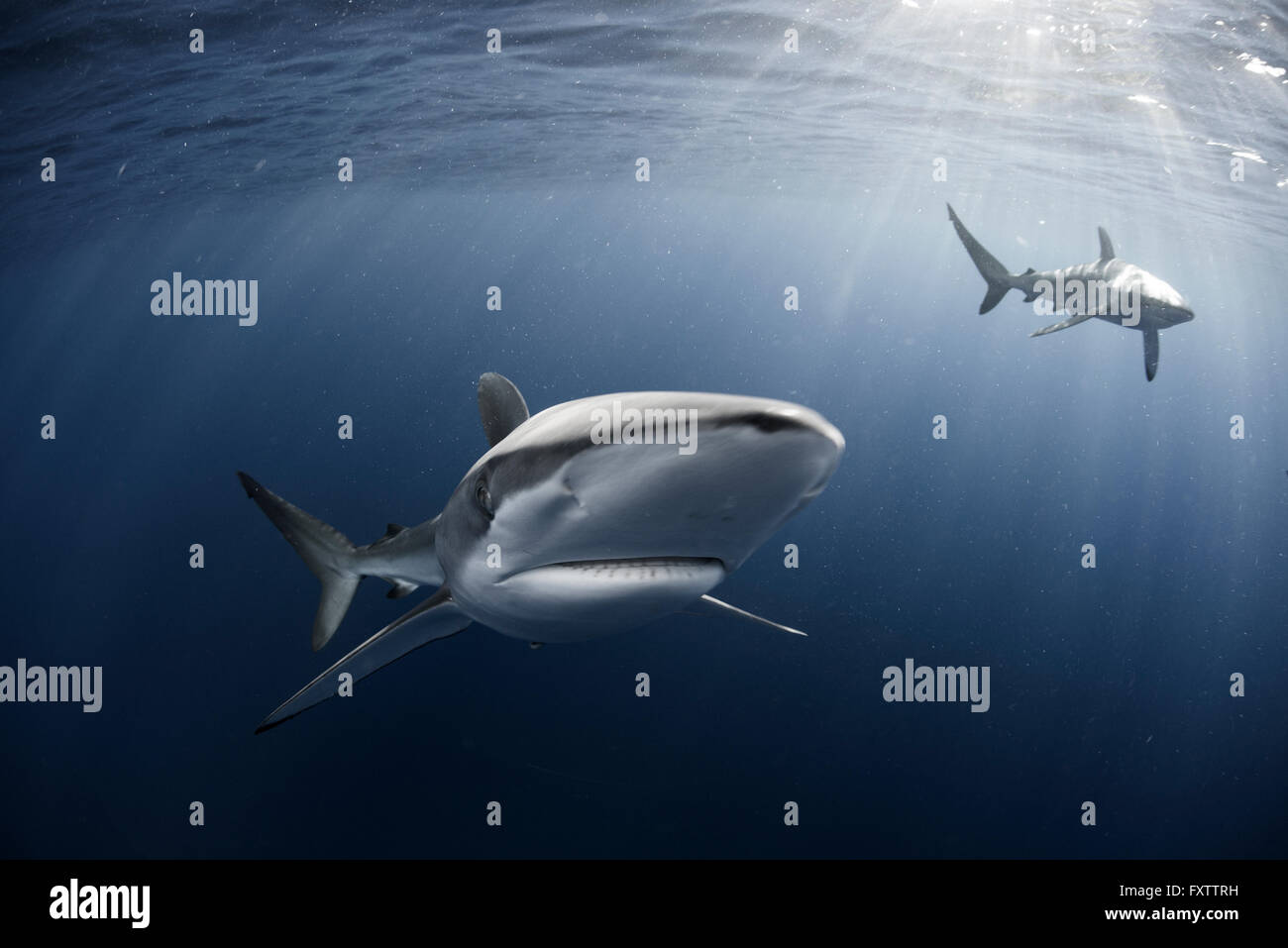 Curious Silky Shark (Carcharhinus Falciformis) swimming close to ...