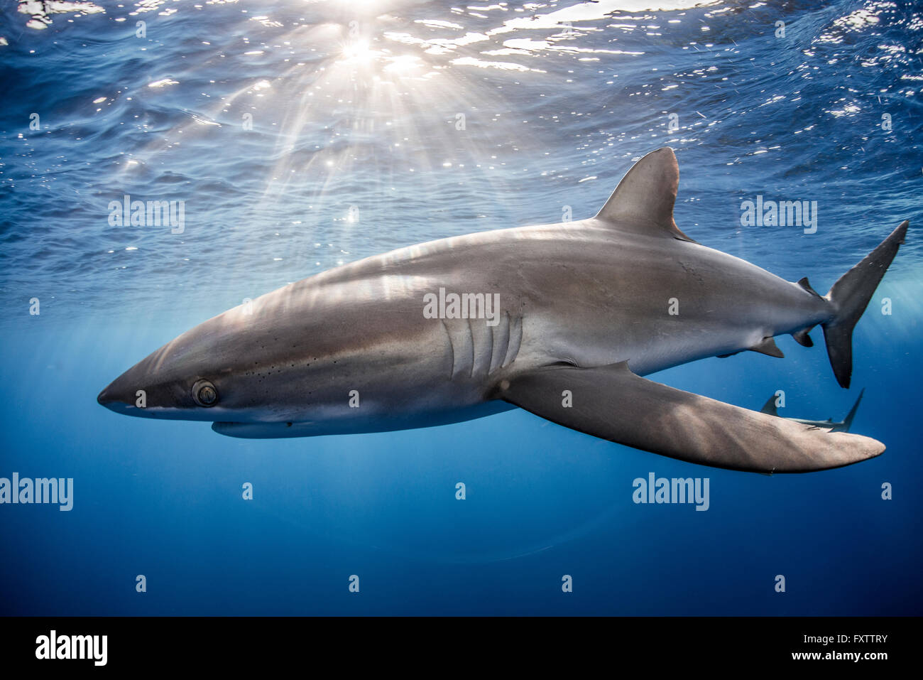 Silky Shark (Carcharhinus Falciformis) swimming close to photographer ...