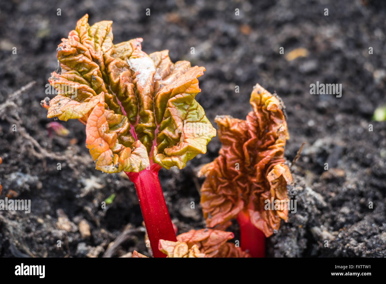 Spring plant hi-res stock photography and images - Alamy