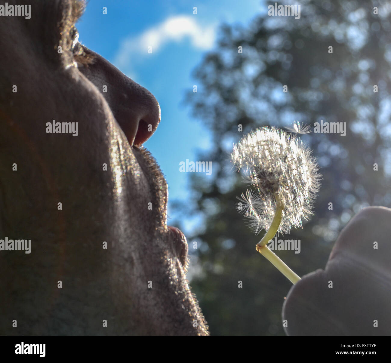 Blowing spores hi-res stock photography and images - Alamy