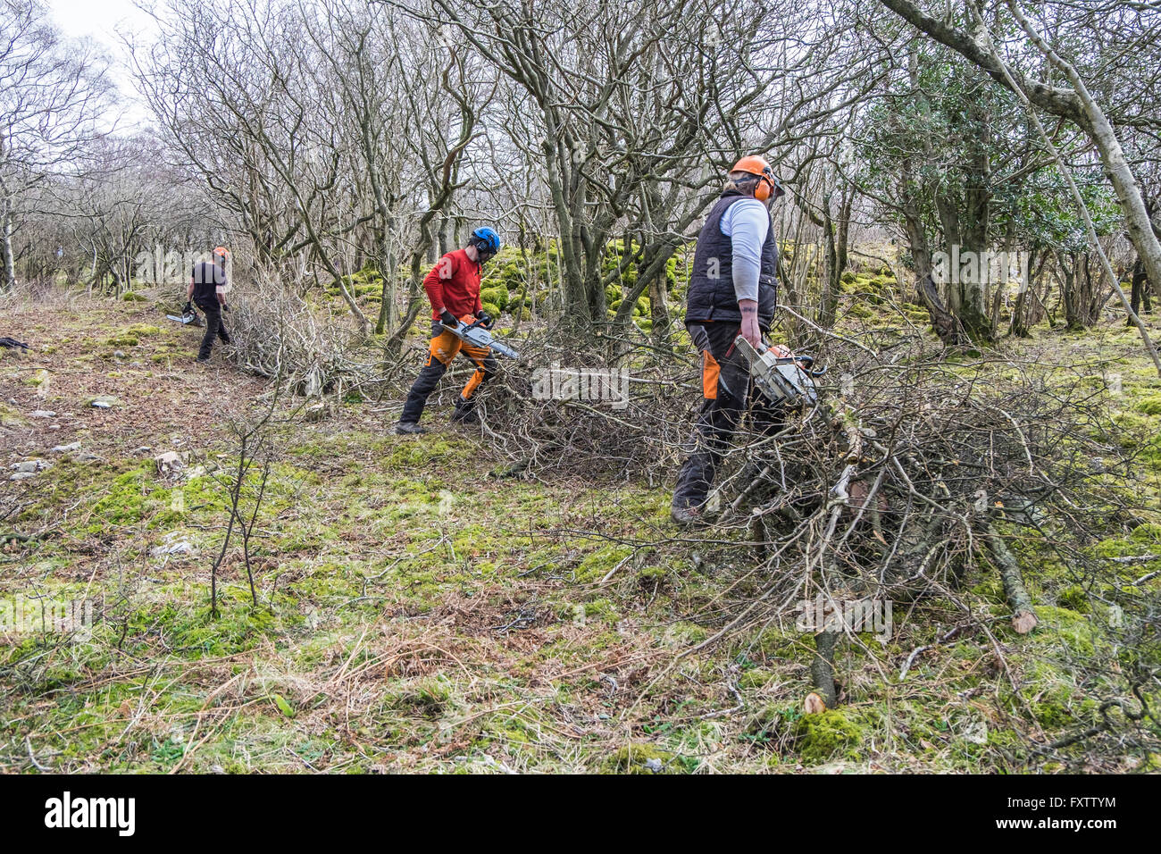 Woodland Management, Men at work cutting back undergrowth from the ...
