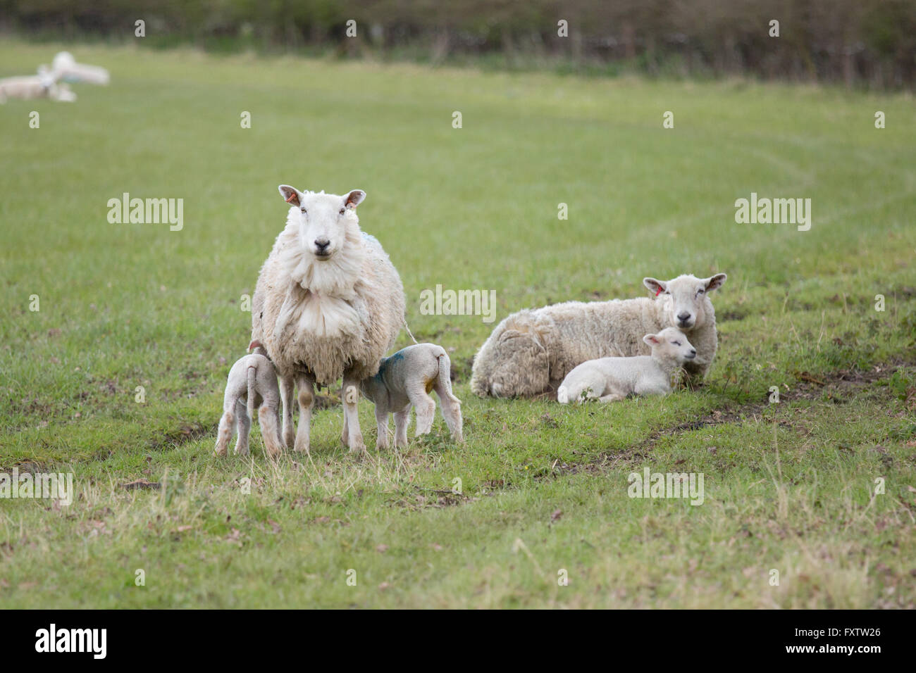 Yorkshire newborn lambs feeding with sheep Stock Photo - Alamy