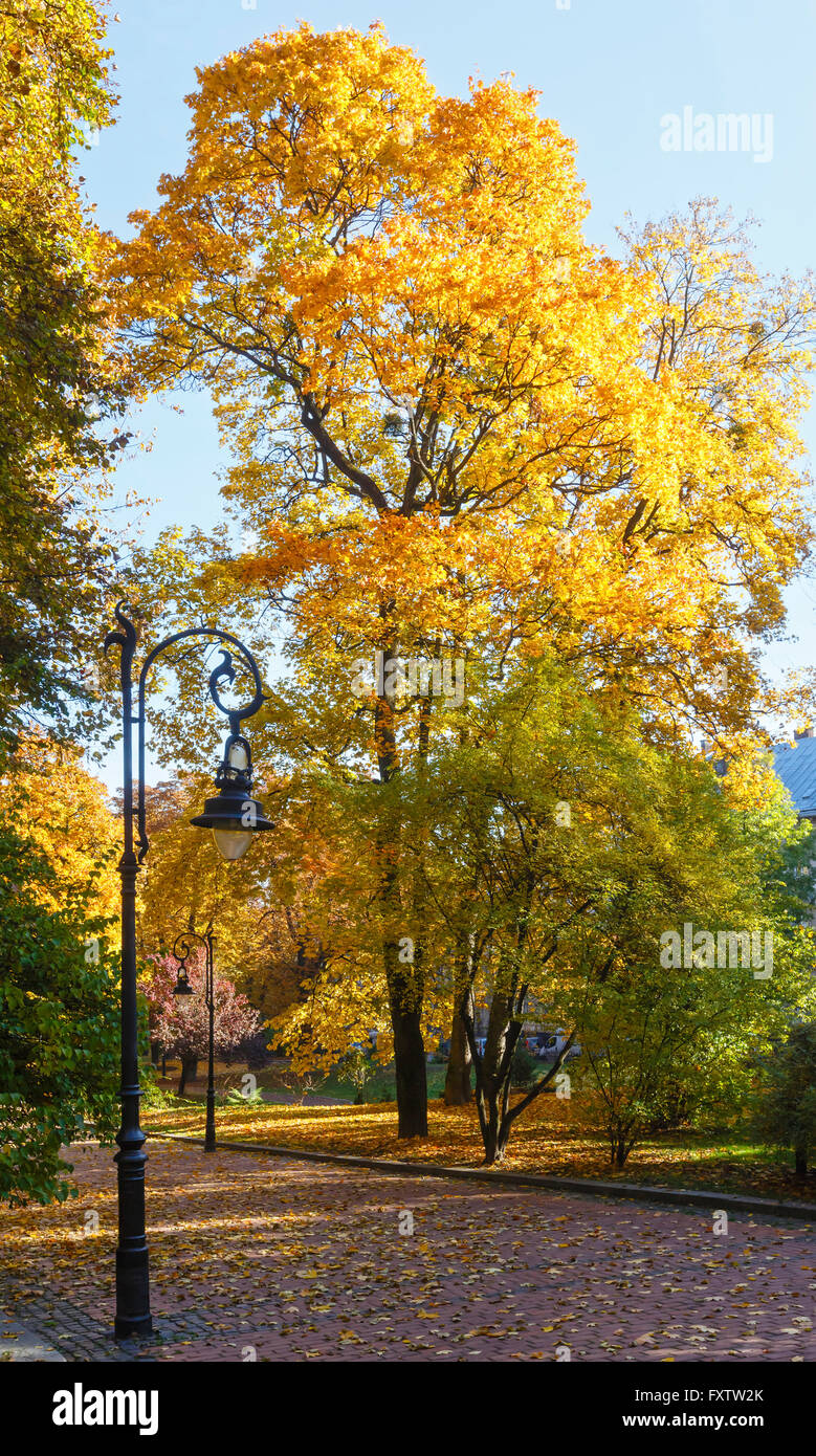 Autumn city park with golden trees foliage and lamps Stock Photo - Alamy