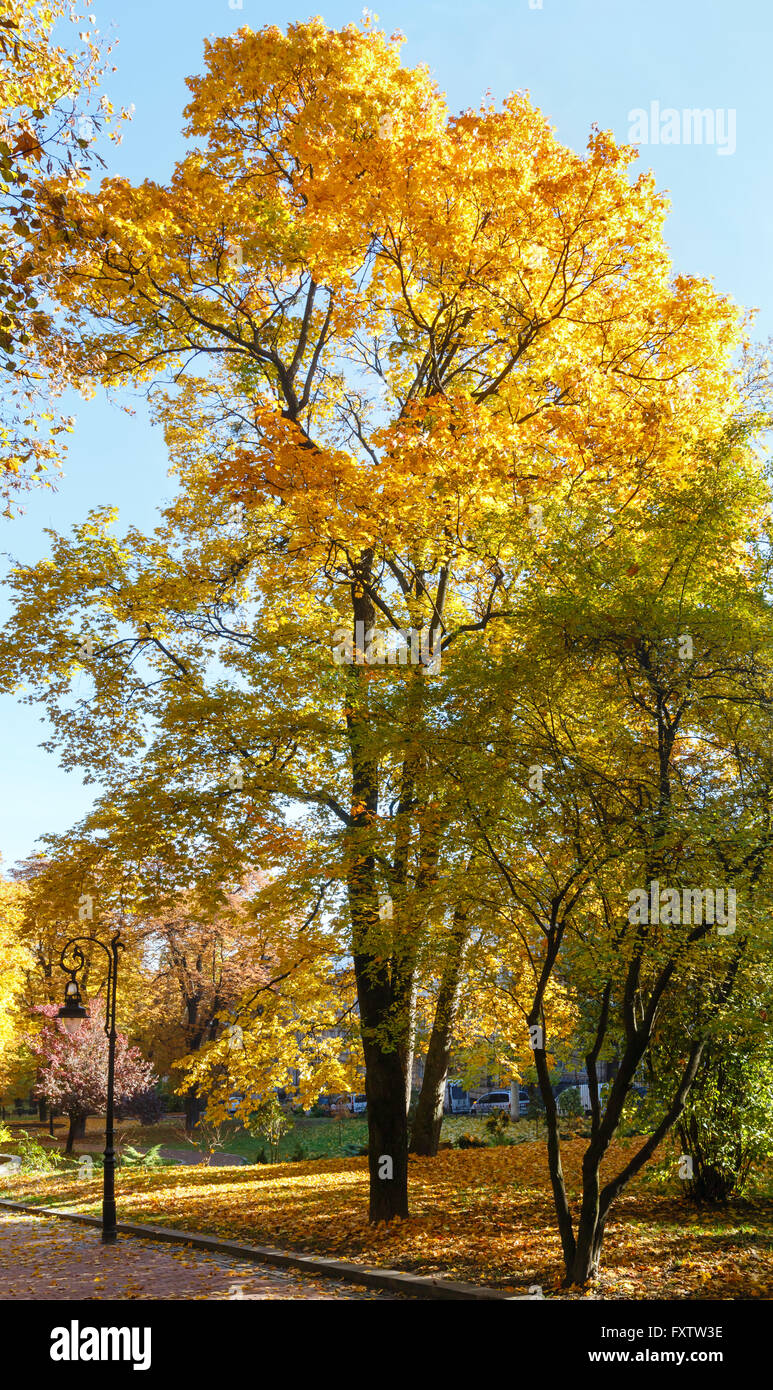 Autumn city park with footpath, yellow maple tree and lamp Stock Photo ...