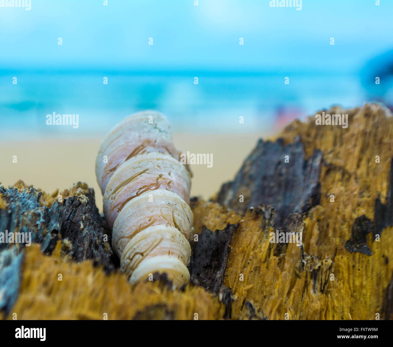 Shell structure hi-res stock photography and images - Alamy