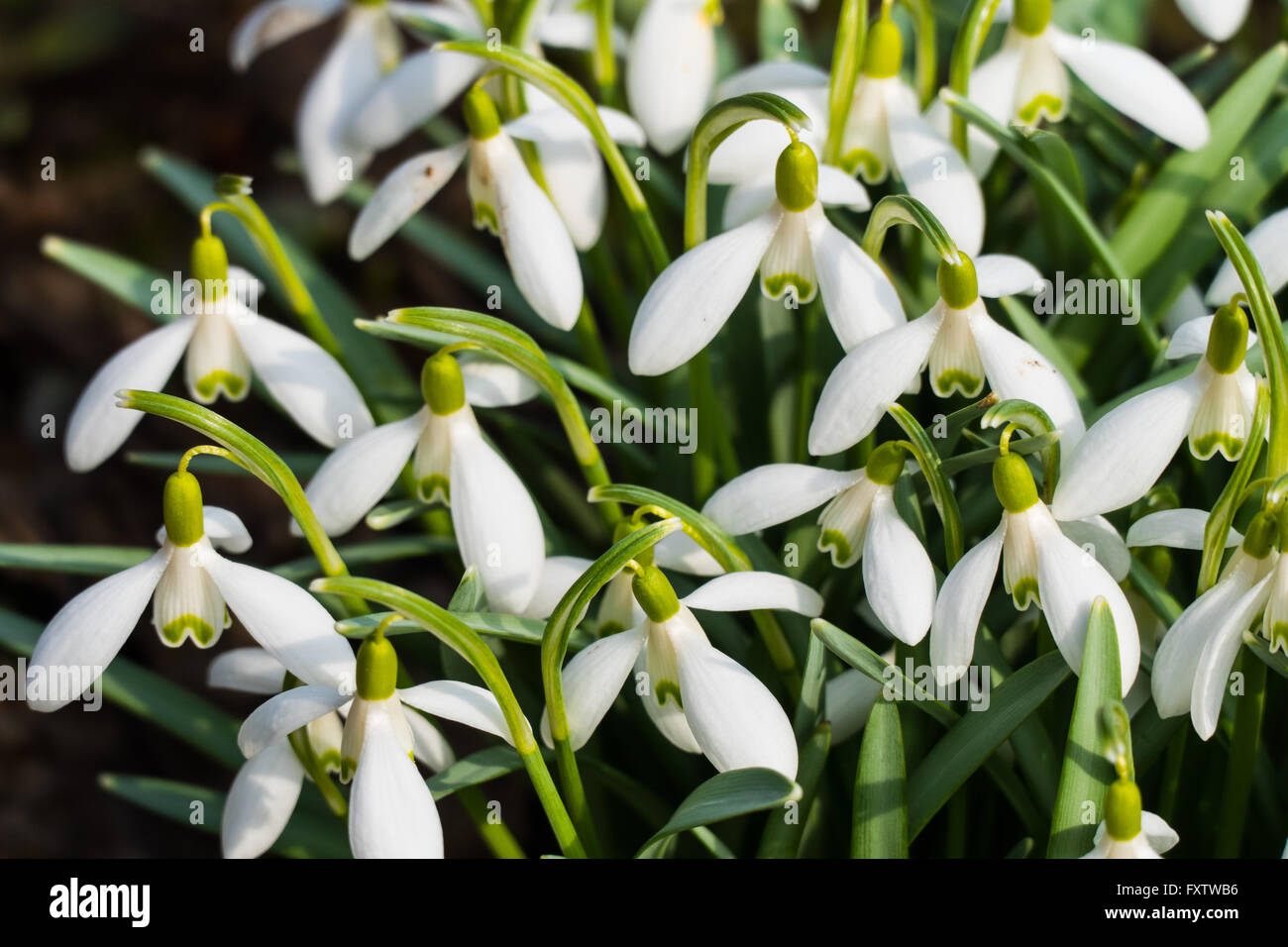 White spring flowers Stock Photo - Alamy