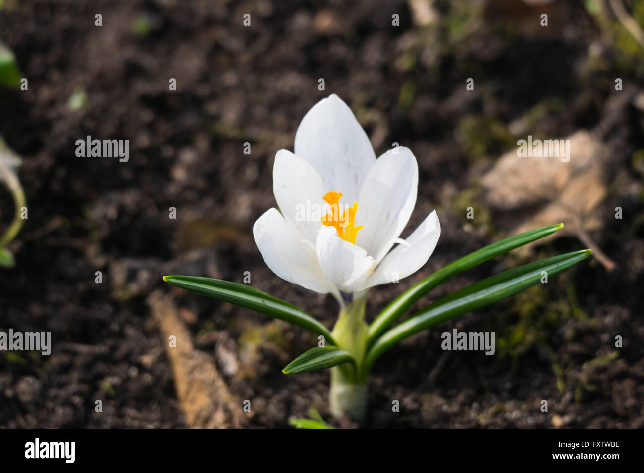 White spring flowers Stock Photo - Alamy