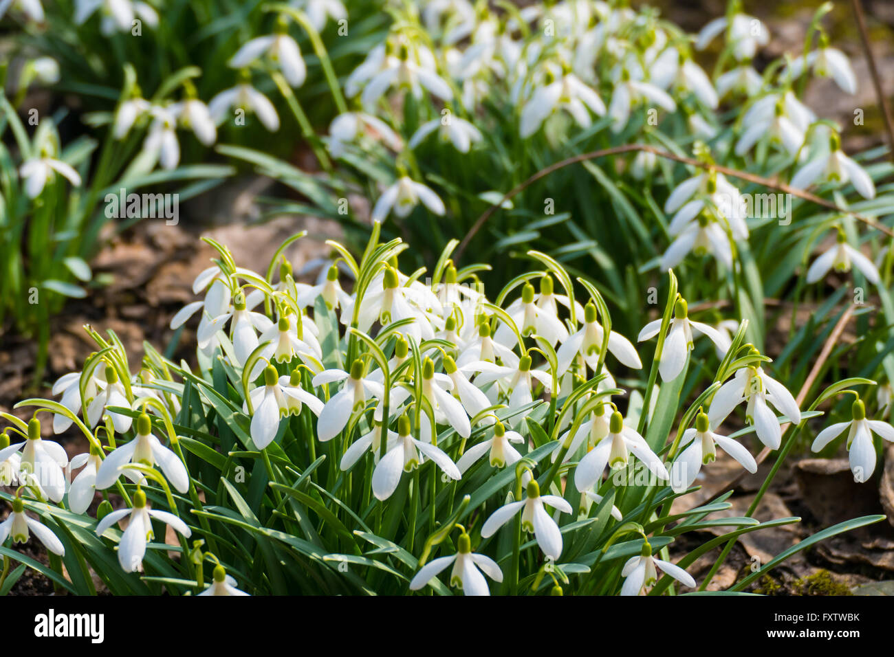 Spring white flower nature hi-res stock photography and images - Alamy