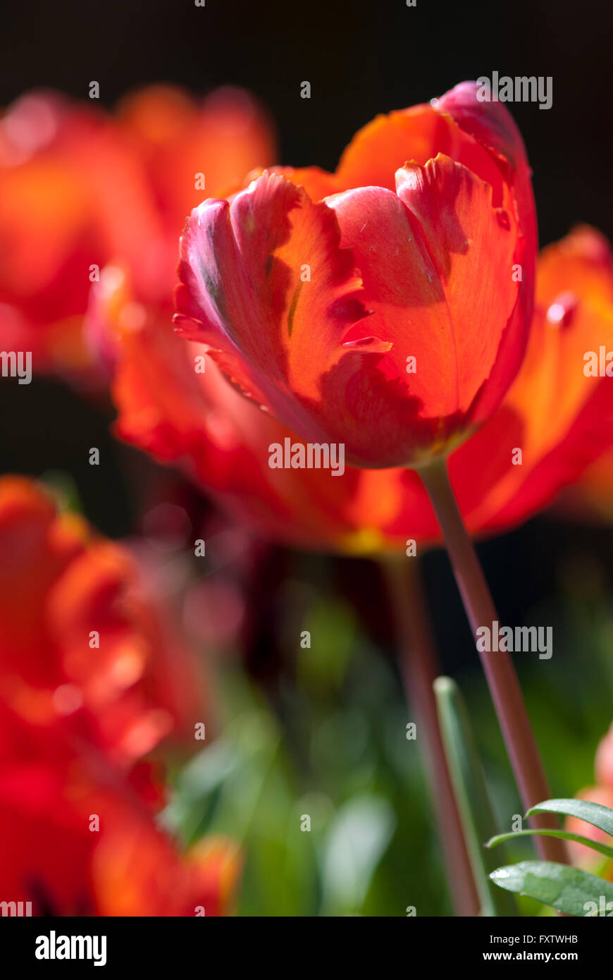 Orange and black tulips hi-res stock photography and images - Alamy