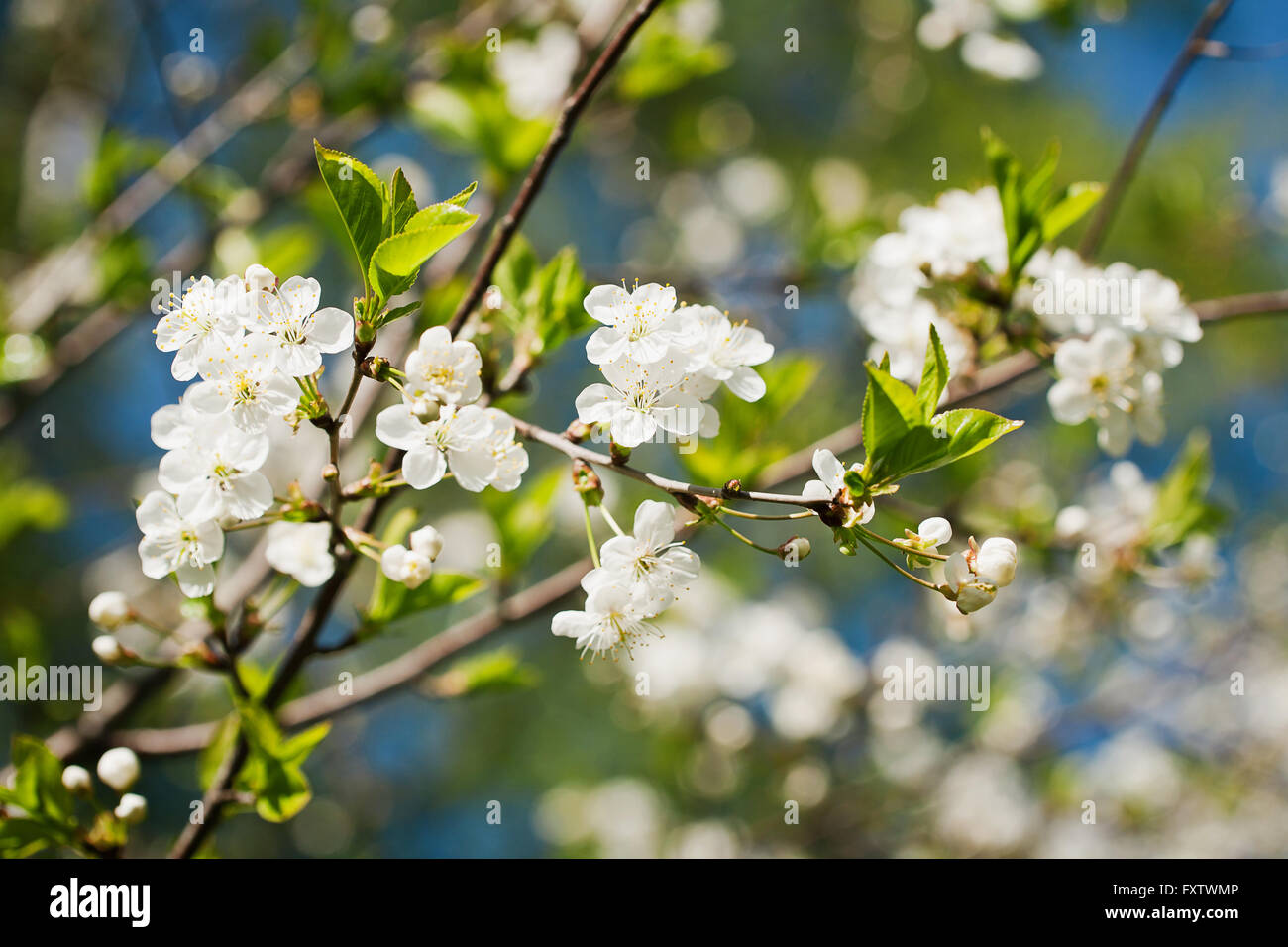 Beautiful spring blossoming plum tree with low dof Stock Photo - Alamy