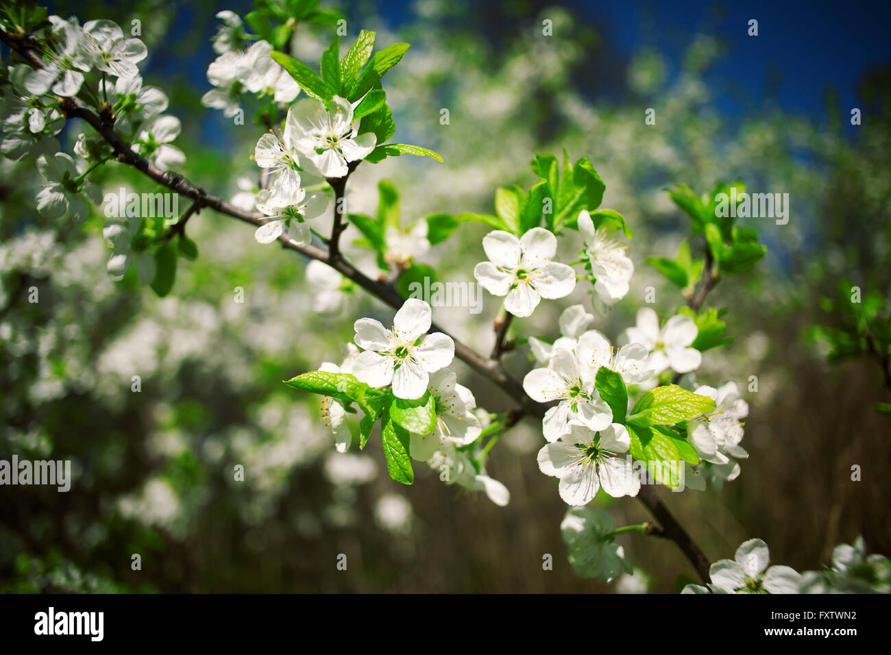 Beautiful spring blossoming plum tree with low dof Stock Photo - Alamy