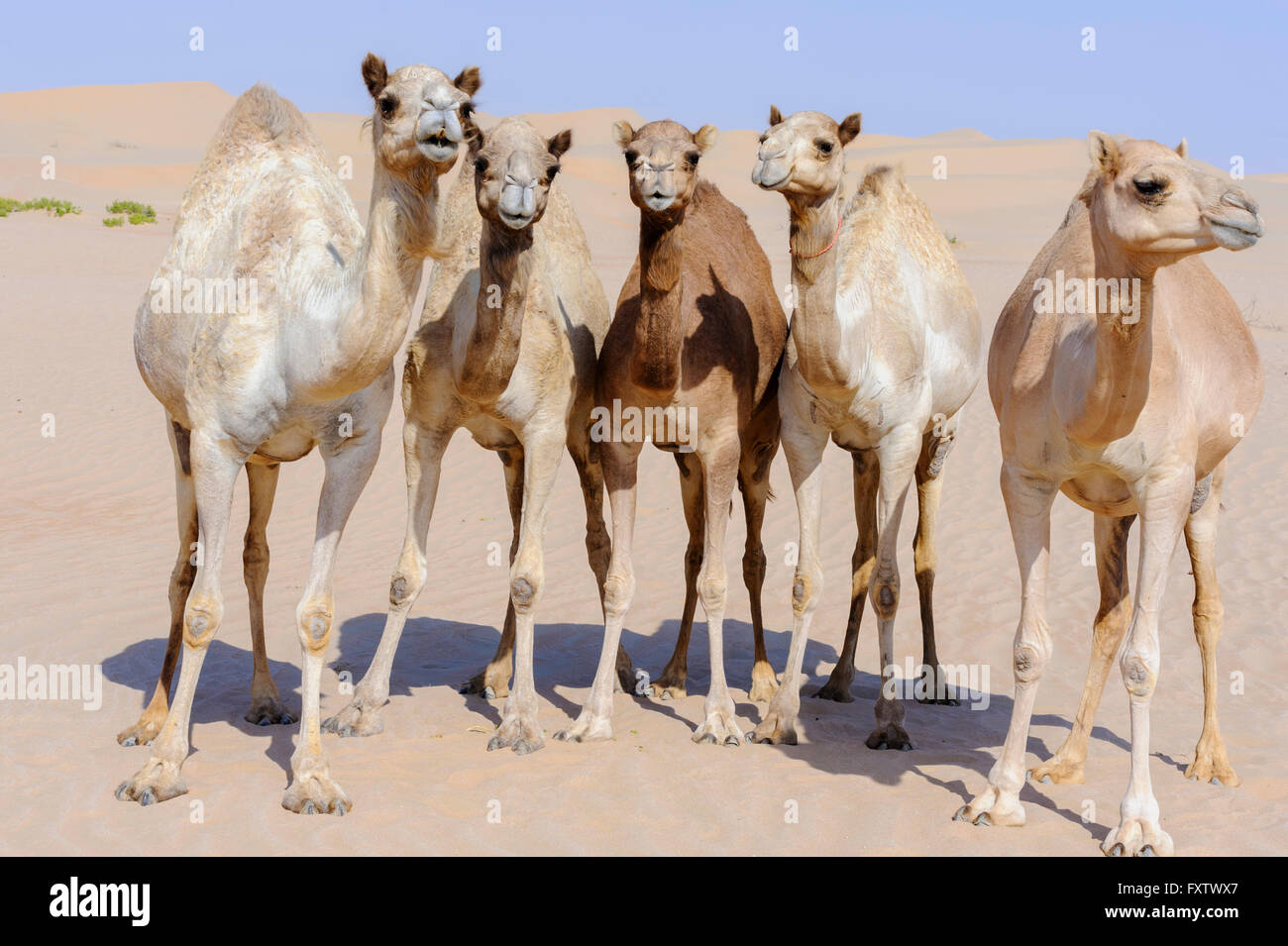 Group of camels in the Middle Eastern desert, looking at the camera ...
