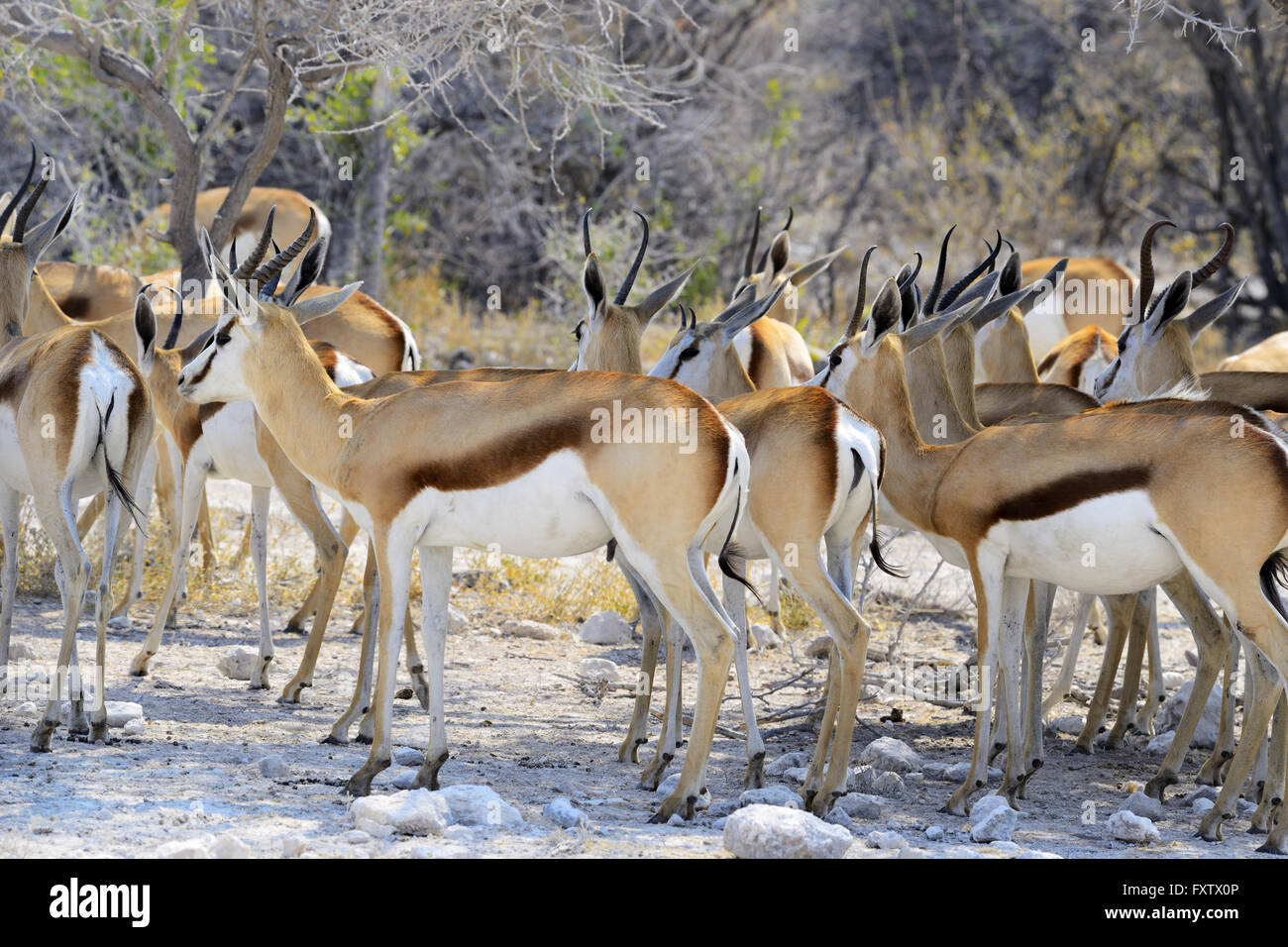 Herd of Springbok (Antidorcas marsupialis) in Etosha National Park ...