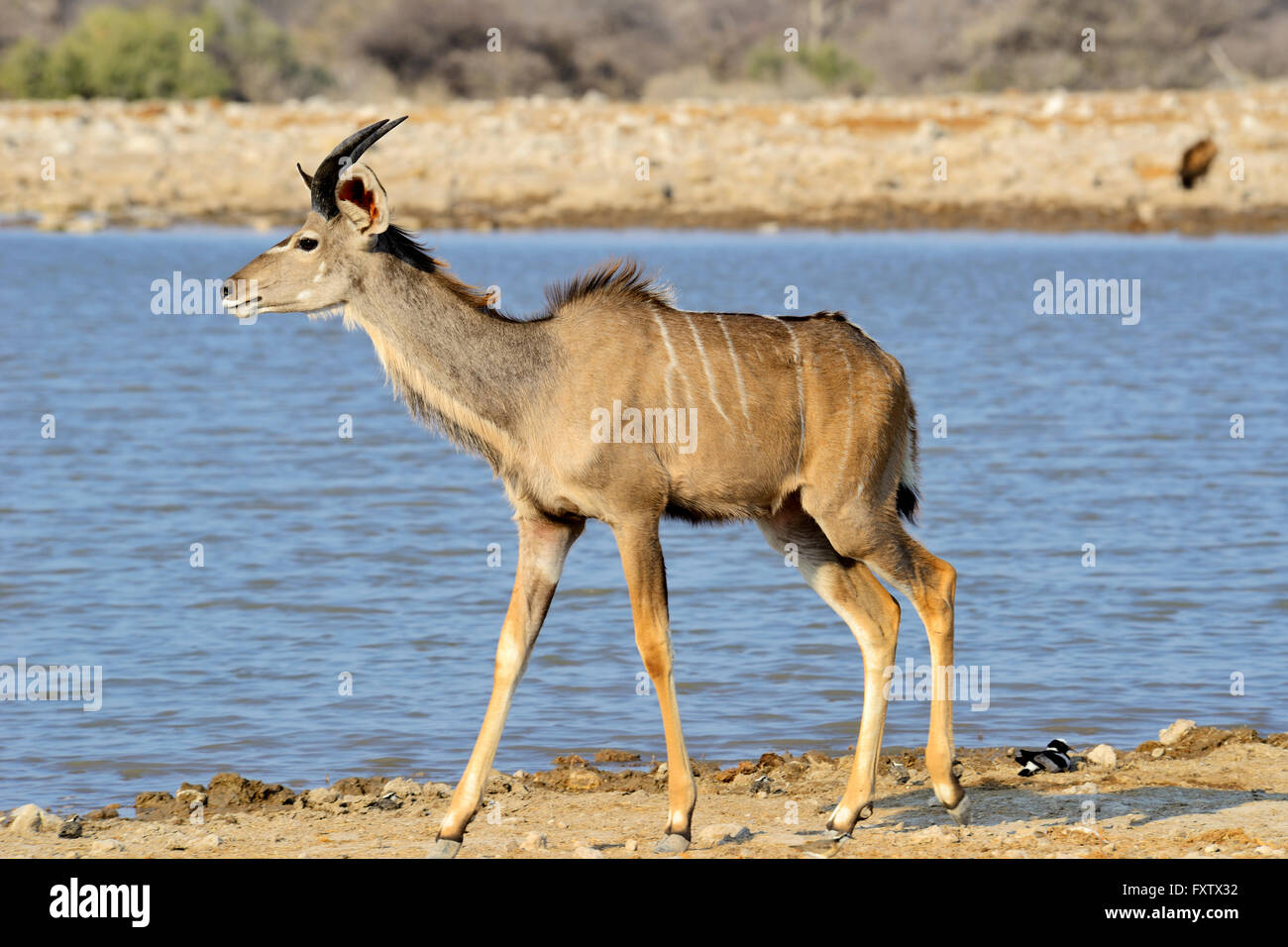Young male Greater Kudu (Tragelaphus strepsiceros) at Klein Namutoni Waterhole in Etosha ...