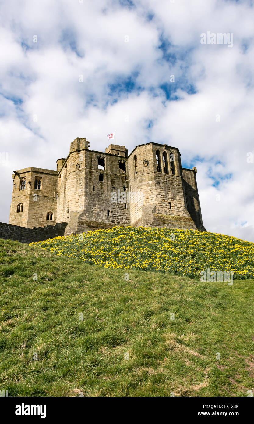 Warkworth Castle Northumberland Daffodils High Resolution Stock ...