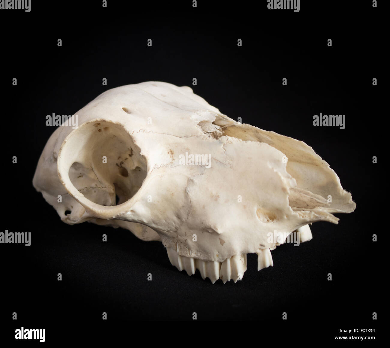 Sheeps skull hi-res stock photography and images - Alamy