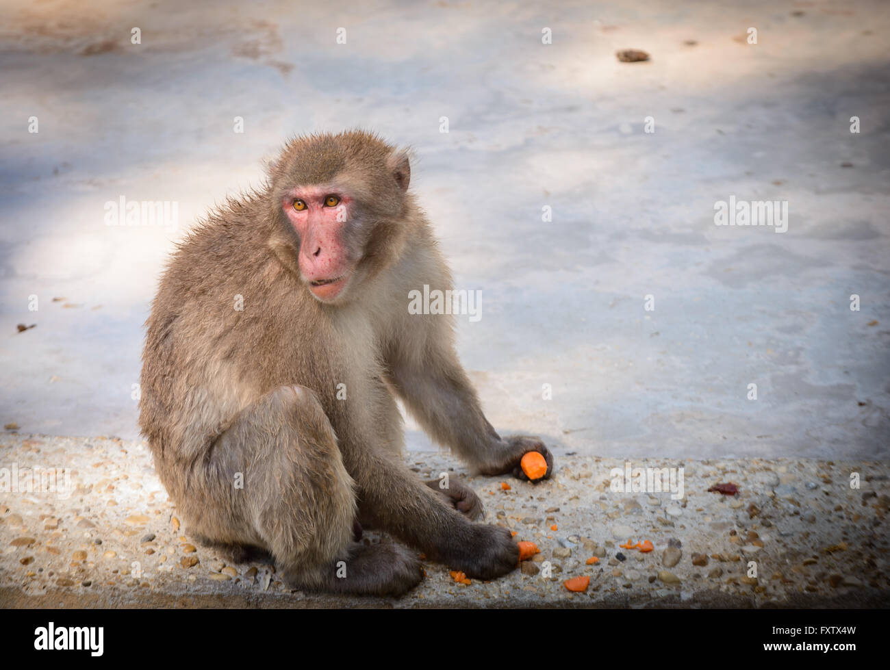 Nice monkey sitting and eating a carrot Stock Photo - Alamy