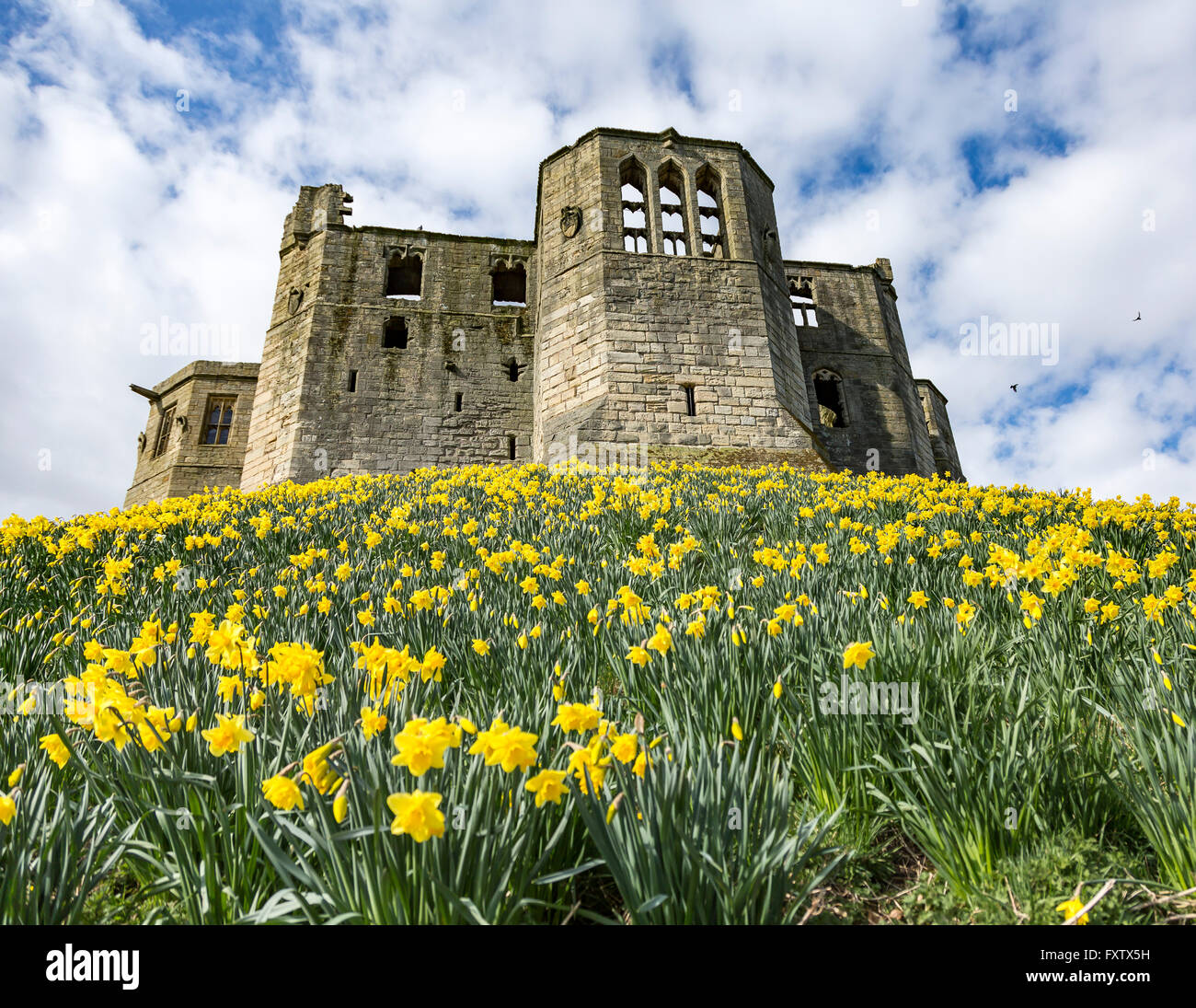 Warkworth castle daffodil hi-res stock photography and images - Alamy