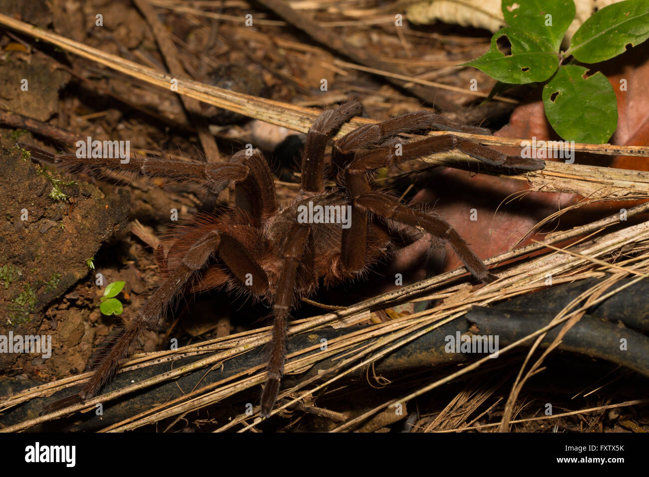 Tarantula in the rainforest, Costa Rica Stock Photo - Alamy