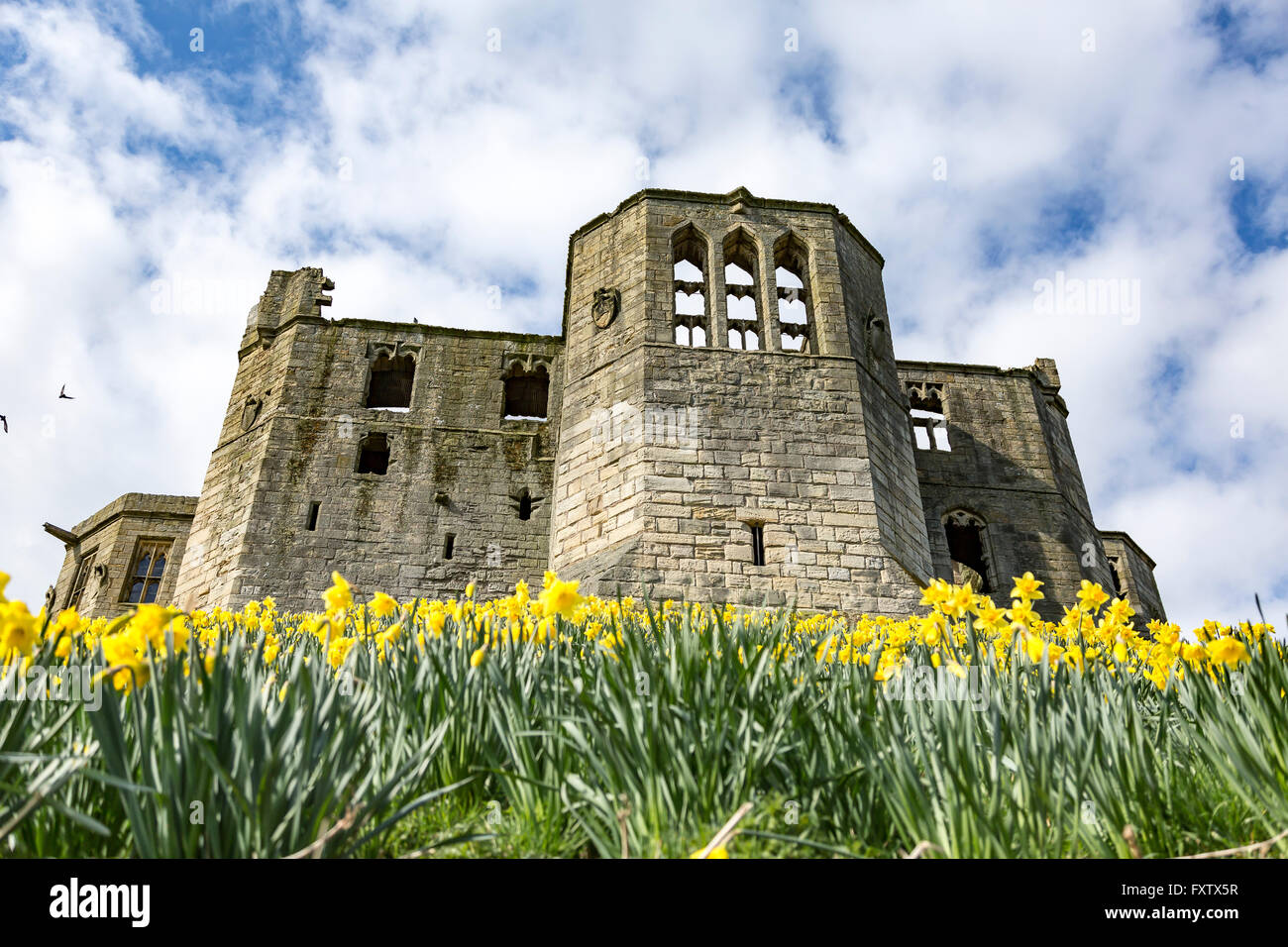 Warkworth castle daffodil hi-res stock photography and images - Alamy