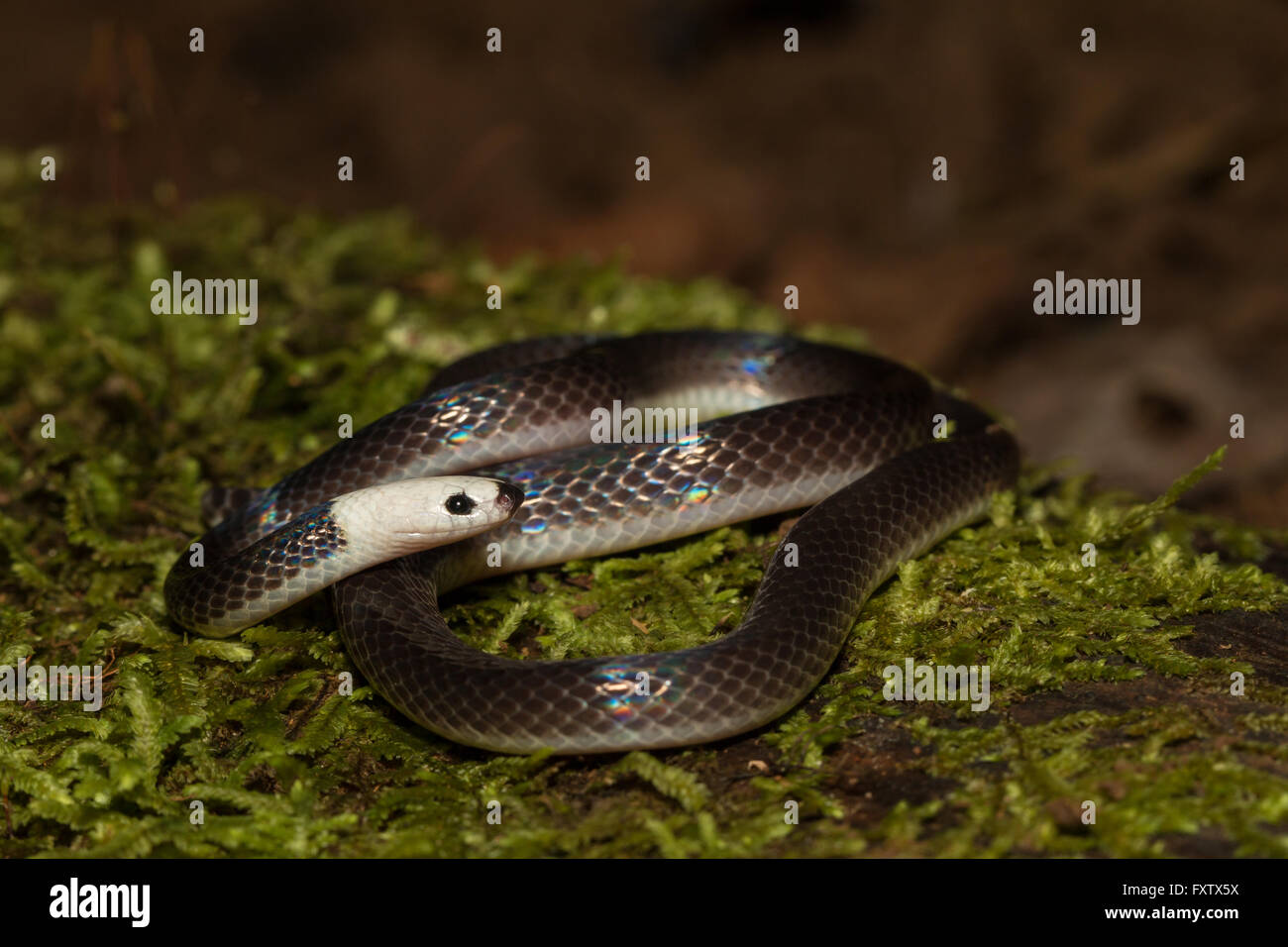 Estación biológica la selva hi-res stock photography and images - Alamy