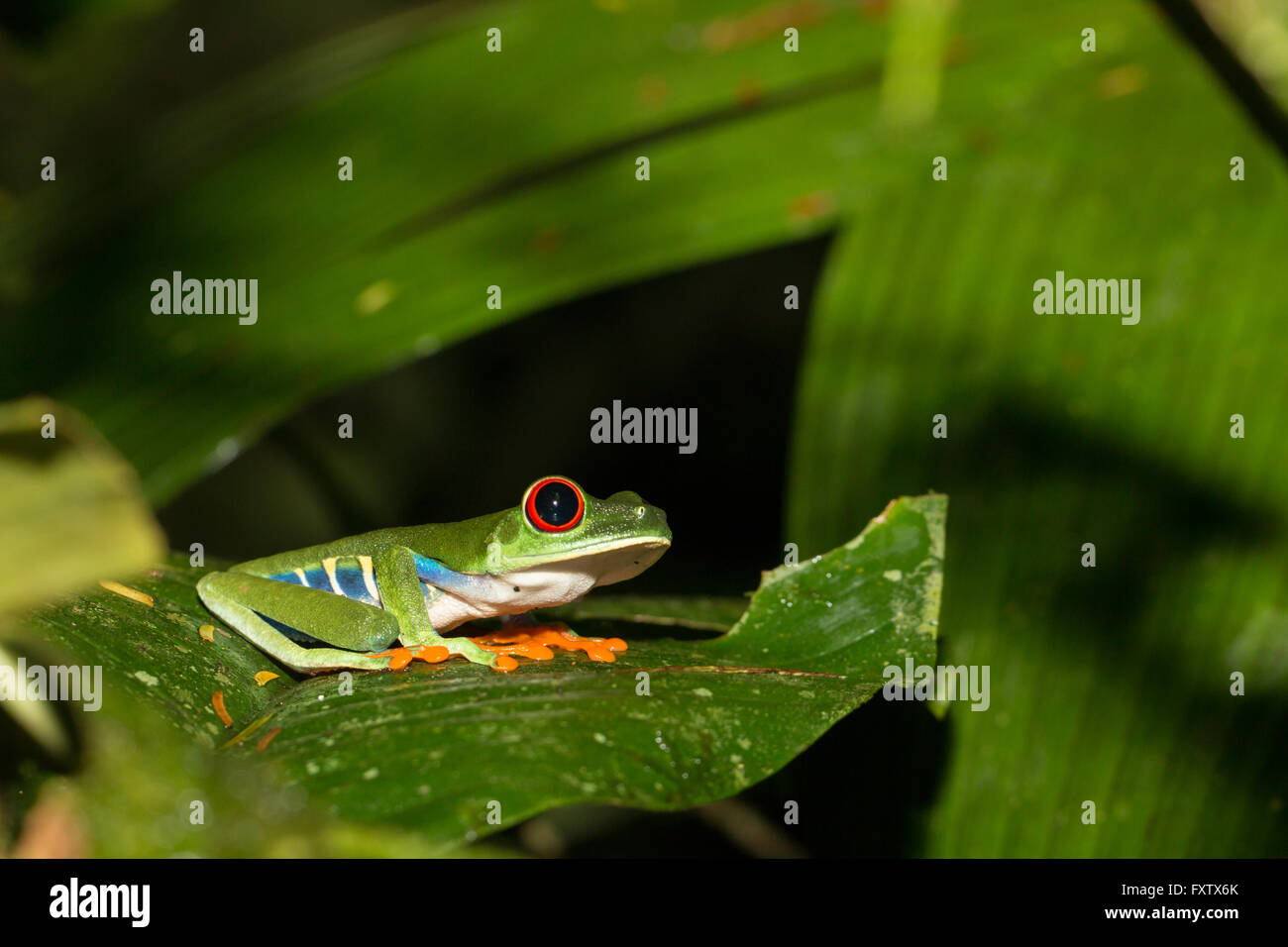 Red-eyed leaf frog - Agalychnis callidryas Stock Photo - Alamy