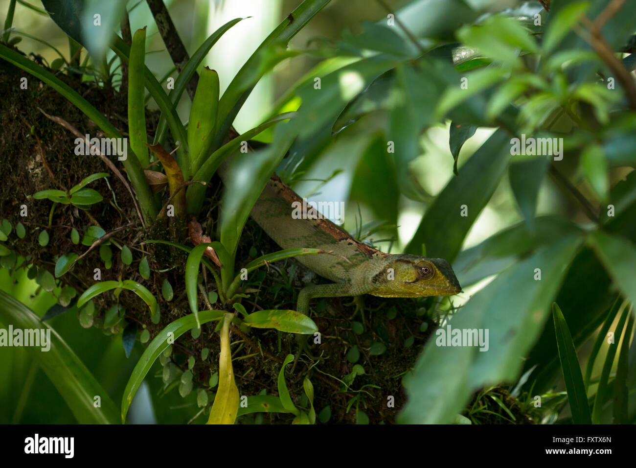 Estación biológica la selva hi-res stock photography and images - Alamy