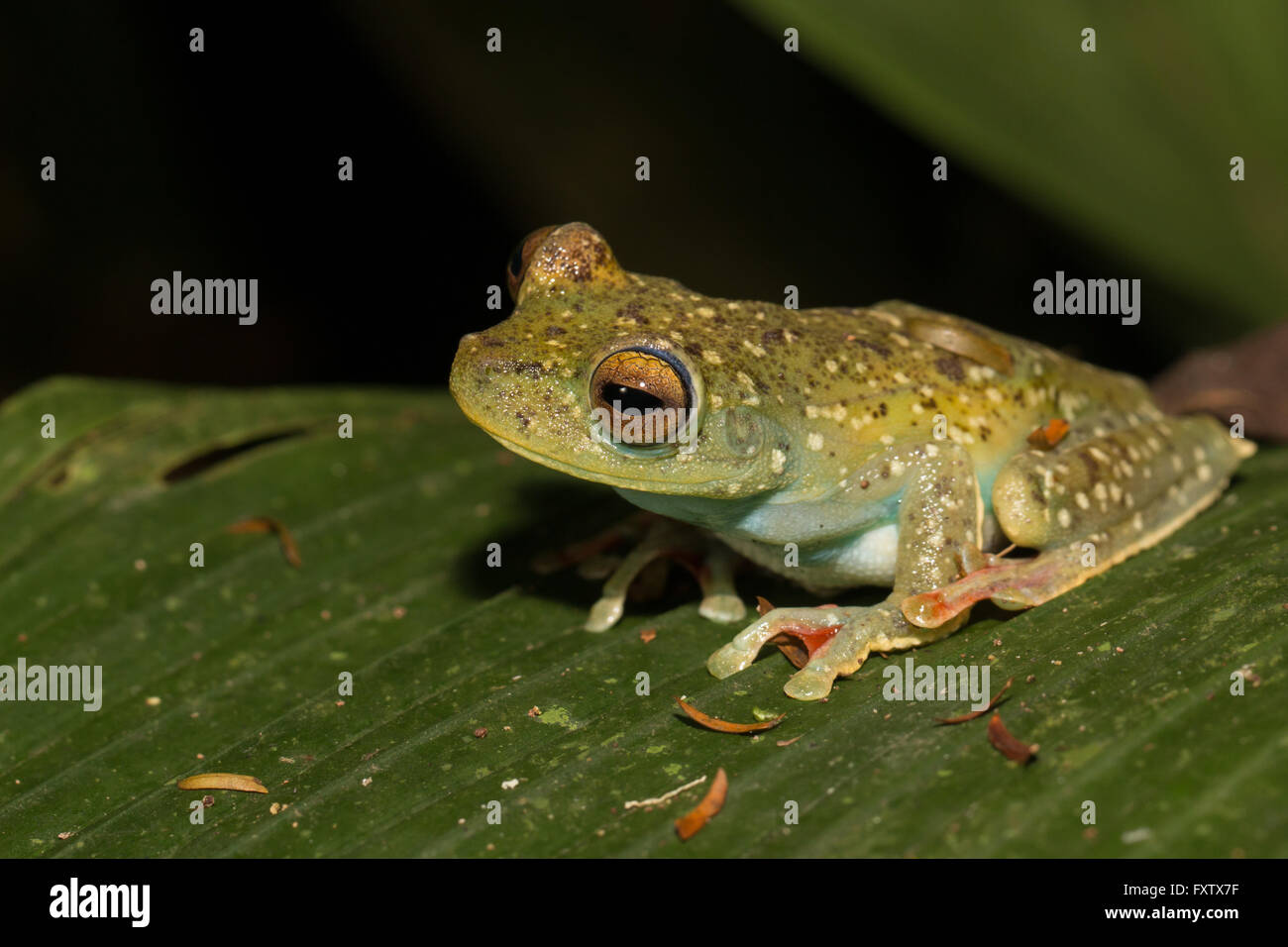 Scarlet-webbed treefrog - Hypsiboas rufitelus Stock Photo - Alamy